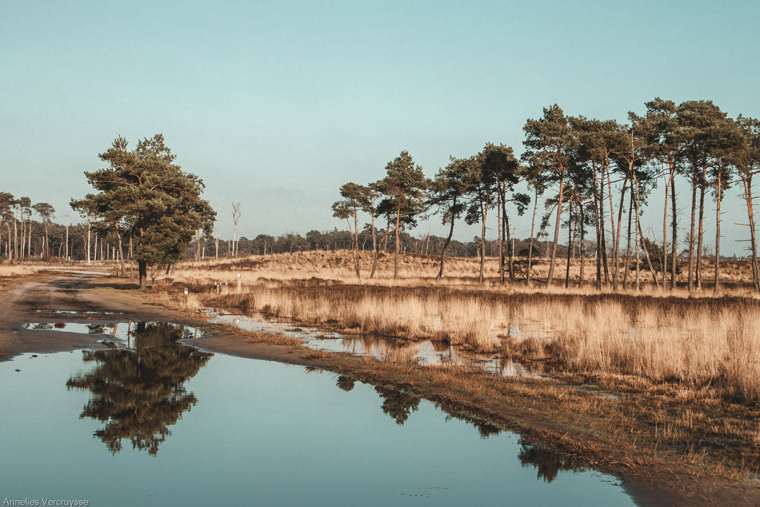 De Kalmthoutse Heide: puur natuur - Happy Little Moments